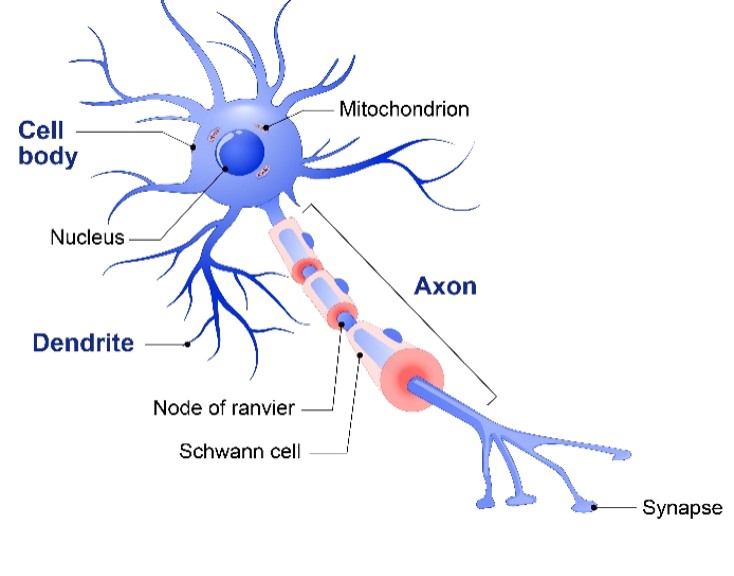 Deep Learning With Python | The all you need to know Tutorial | Edureka